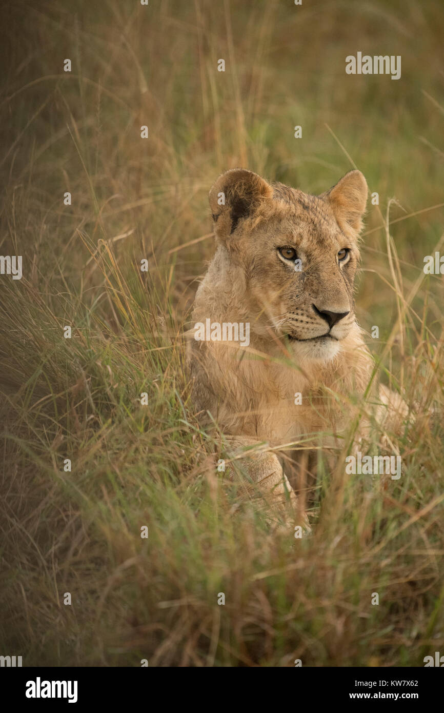 Löwin (Panthera leo) im Regen in der Masai Mara in Kenia sitzen ...