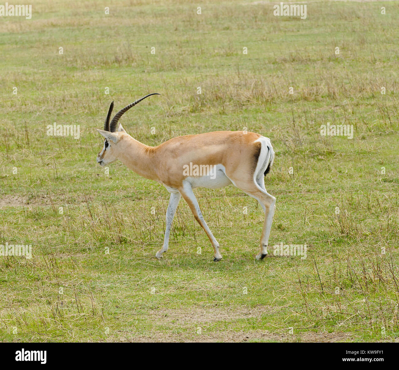 Gazelle in tansania -Fotos und -Bildmaterial in hoher Auflösung – Alamy