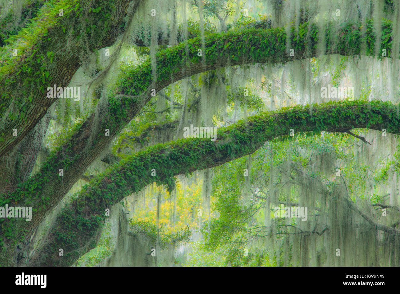 Epiphyten wachsen darauf -Fotos und -Bildmaterial in hoher Auflösung ...