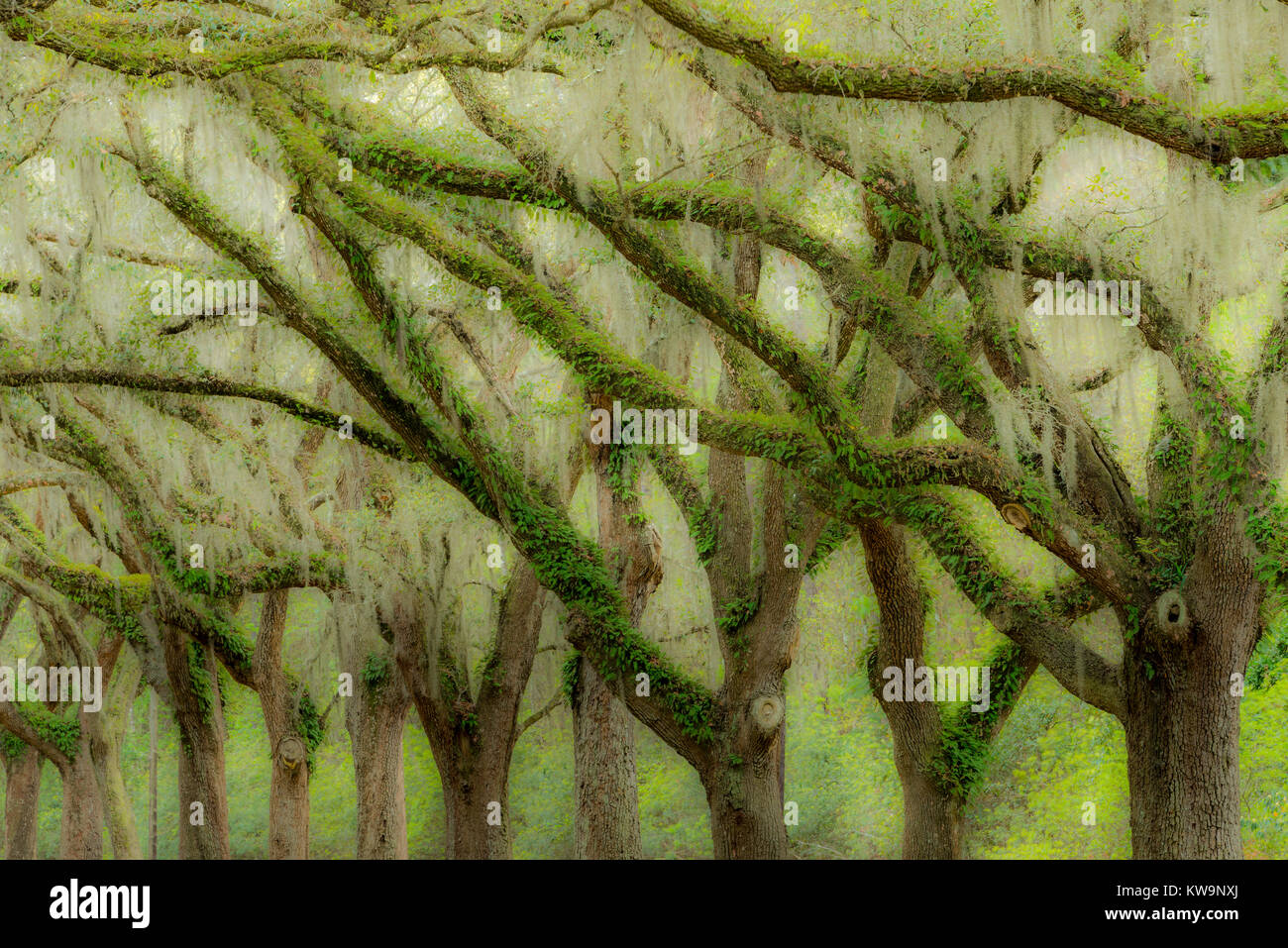 Quercus virginiana -Fotos und -Bildmaterial in hoher Auflösung – Alamy