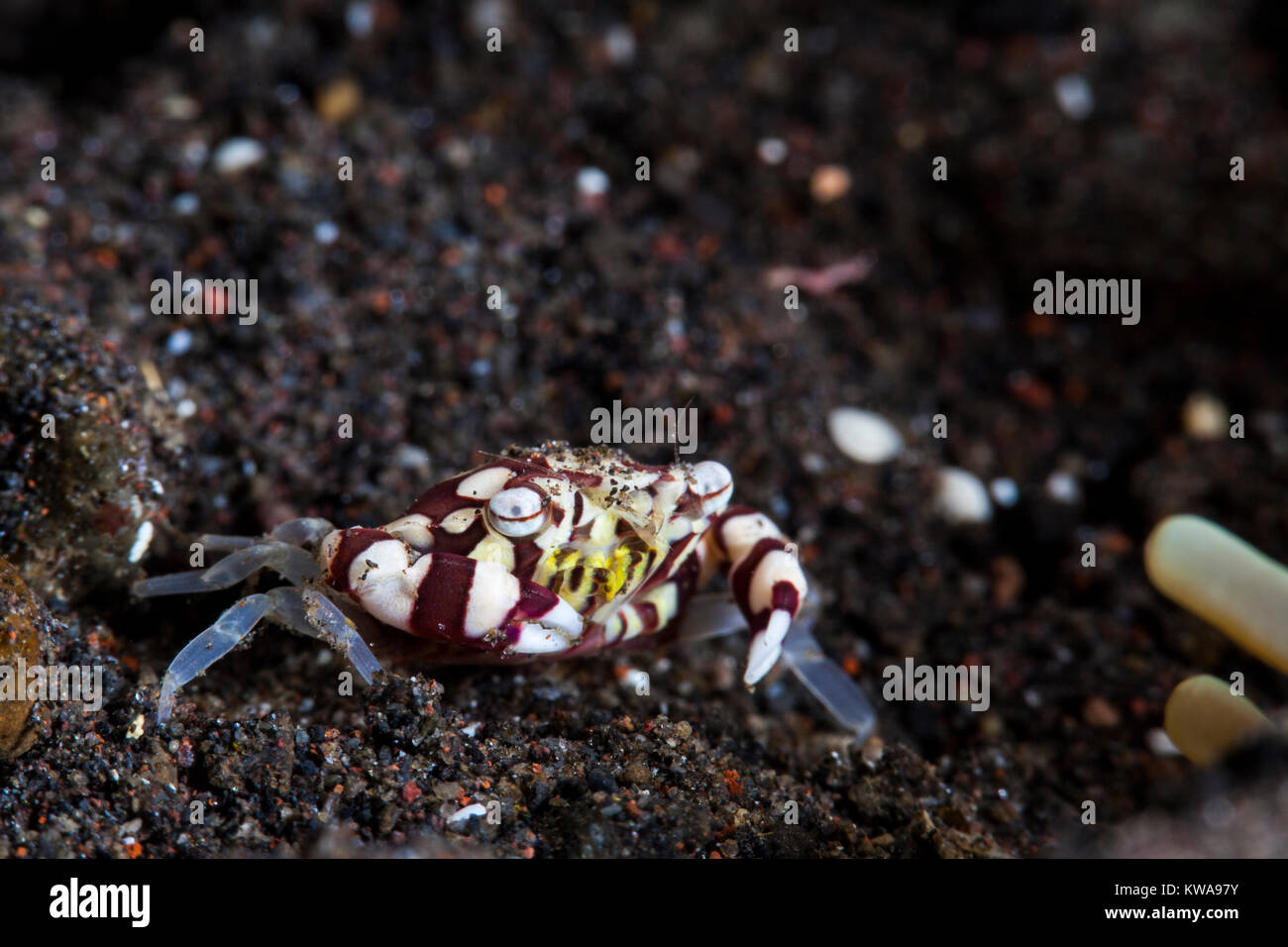 Lissocarcinus orbicularis -Fotos und -Bildmaterial in hoher Auflösung ...