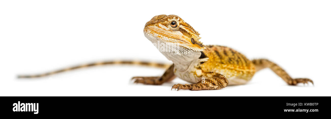 Isoliert auf weißem hintergrund -Fotos und -Bildmaterial in hoher ...