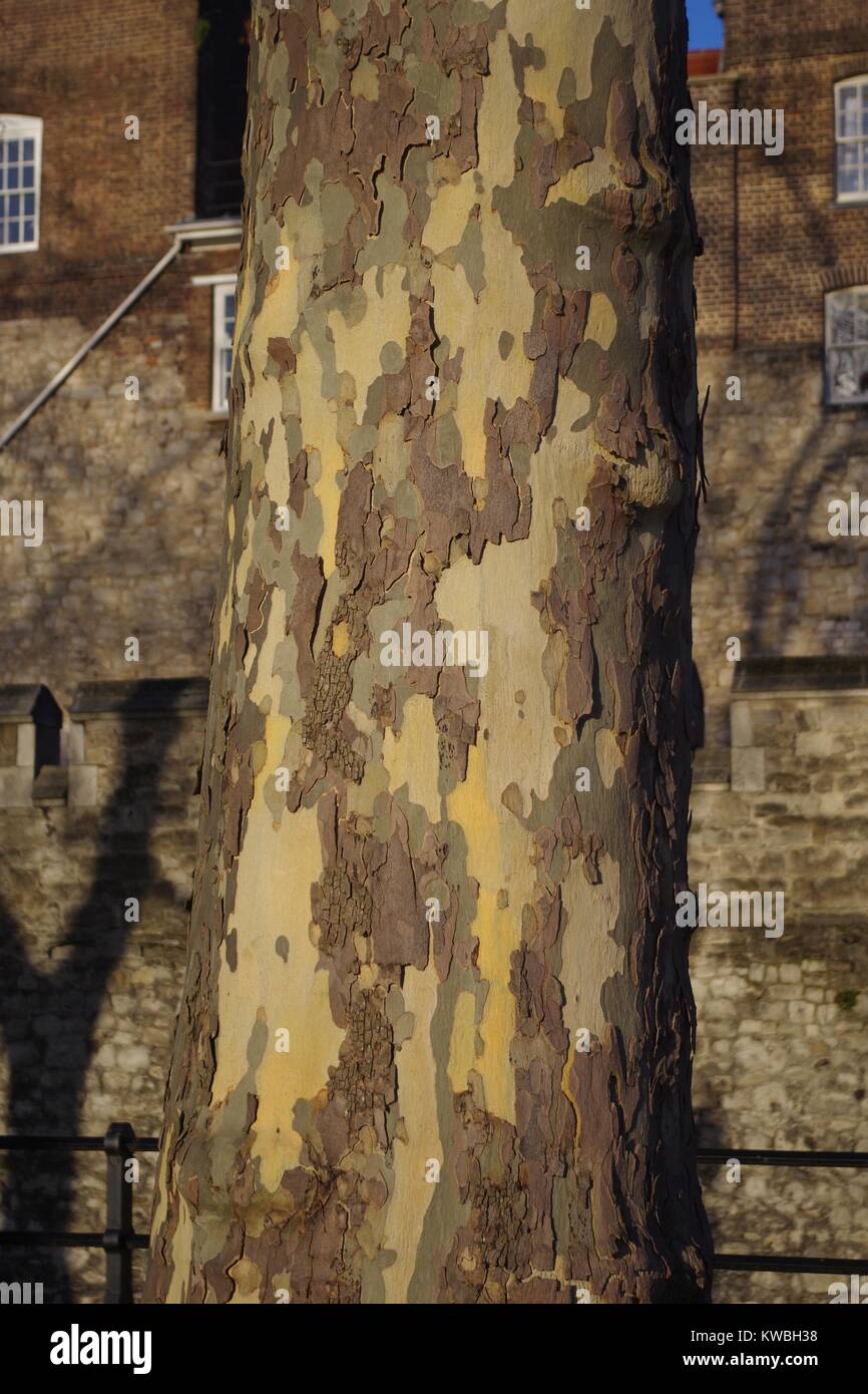 Historische londoner platane -Fotos und -Bildmaterial in hoher ...