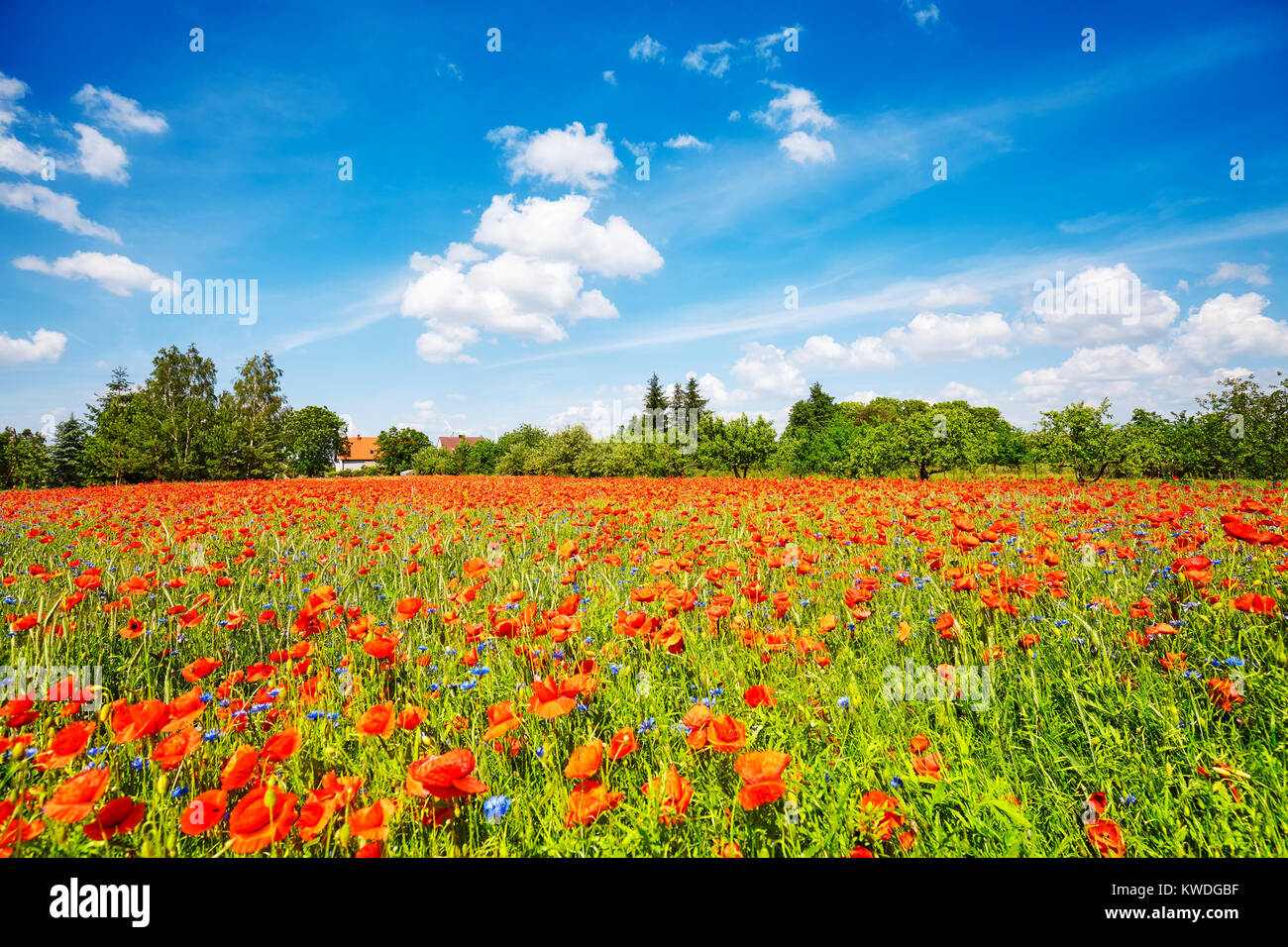 Grüne wiese, roter mohn -Fotos und -Bildmaterial in hoher Auflösung – Alamy