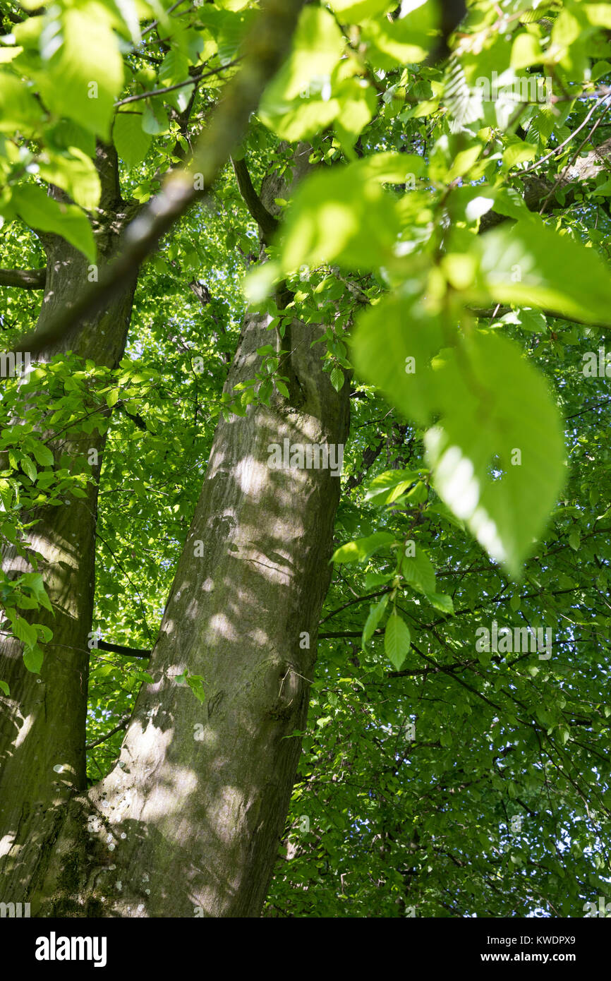 Hainbuche, Weißbuche, Hain-Buche, Weissbuche, Blick in die Baumkrone ...