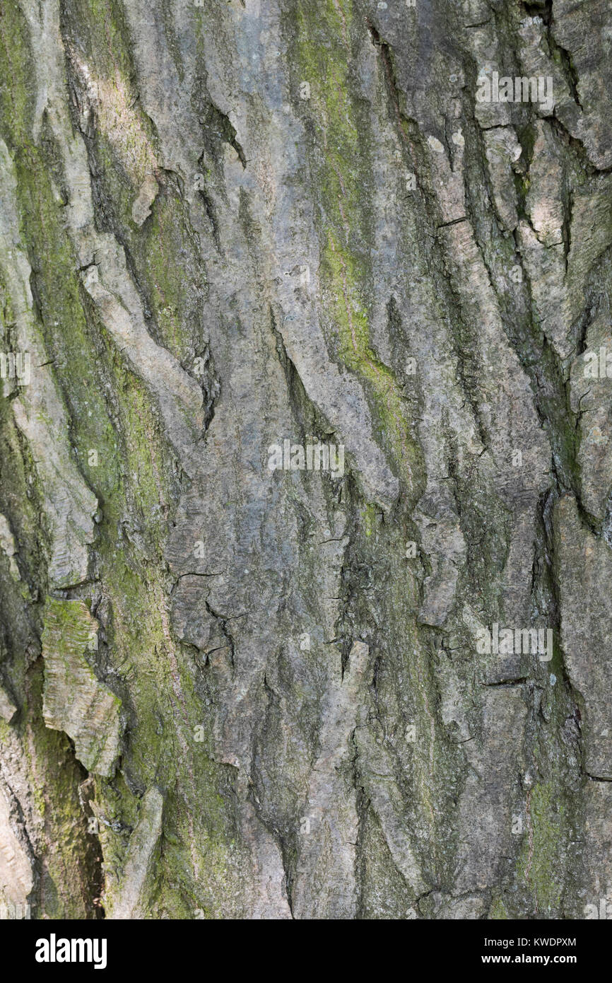 Hainbuche, Weißbuche, Hain-Buche, Weissbuche, Rinde, Borke, Stamm ...
