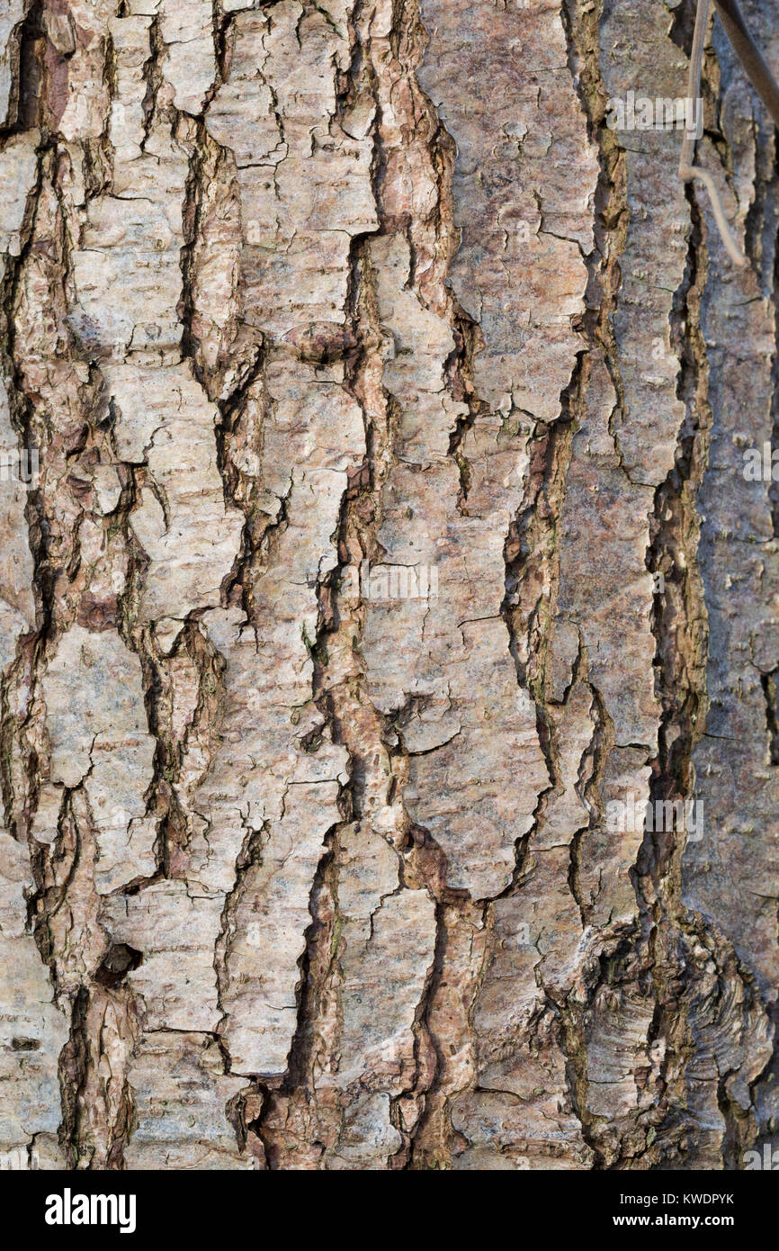 Schwarz-Erle, Schwarzerle, Erle, Rinde, Borke, Stamm, Baumstamm, Alnus ...