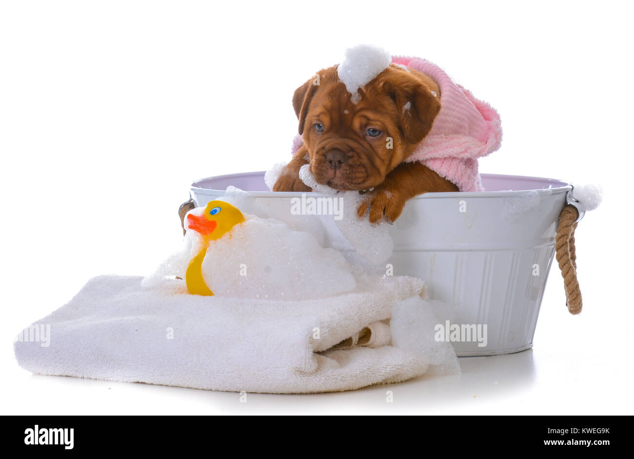 Dreckiger hund wanne -Fotos und -Bildmaterial in hoher Auflösung – Alamy