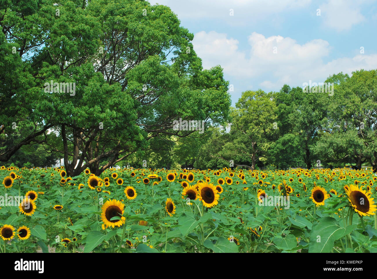 Ein riesiges Feld mit Sonnenblumen in voller Blüte in einer Blumenwiese ...