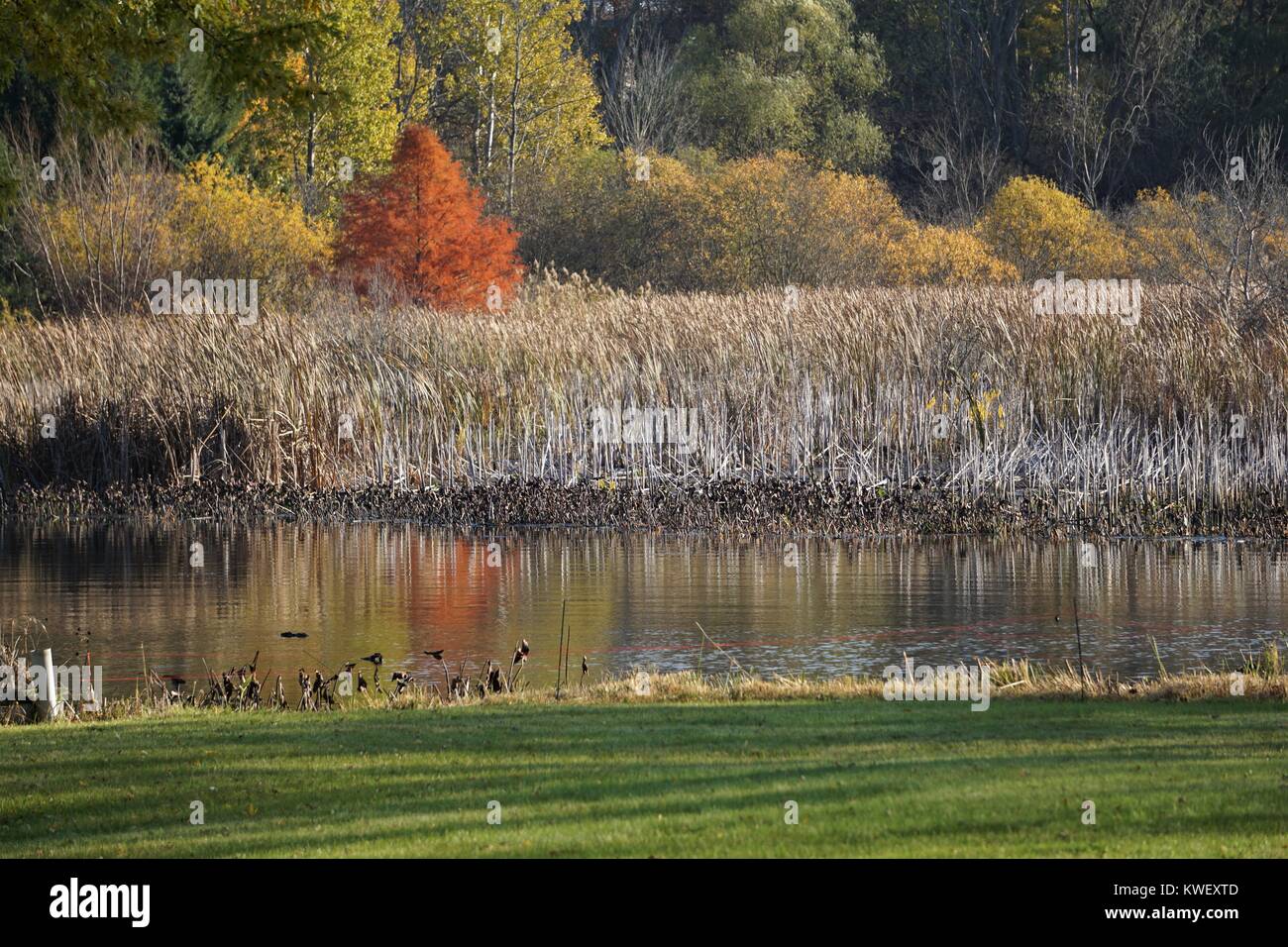 Bayou wildtiere -Fotos und -Bildmaterial in hoher Auflösung – Alamy