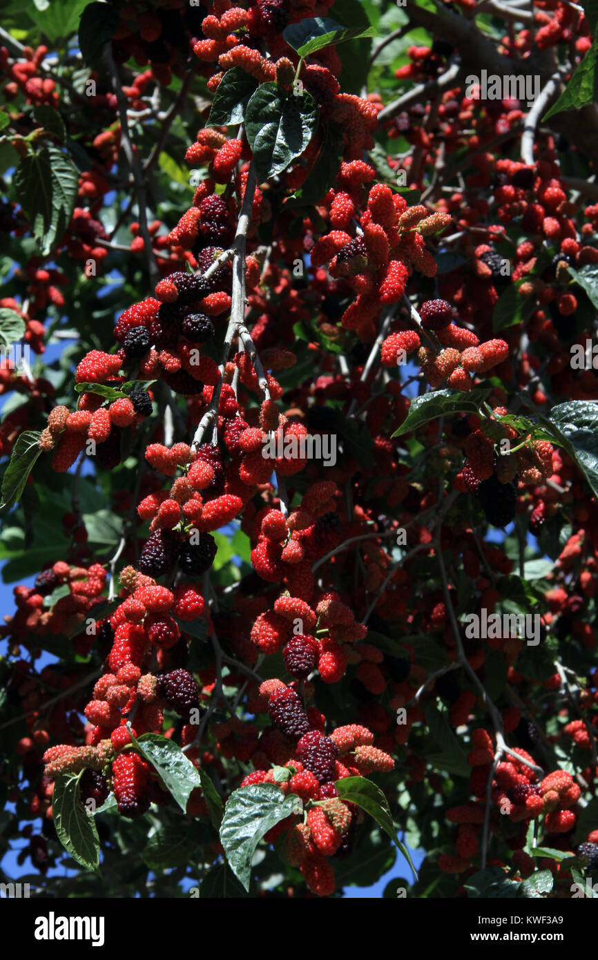 Maulbeerbaum baum -Fotos und -Bildmaterial in hoher Auflösung – Alamy