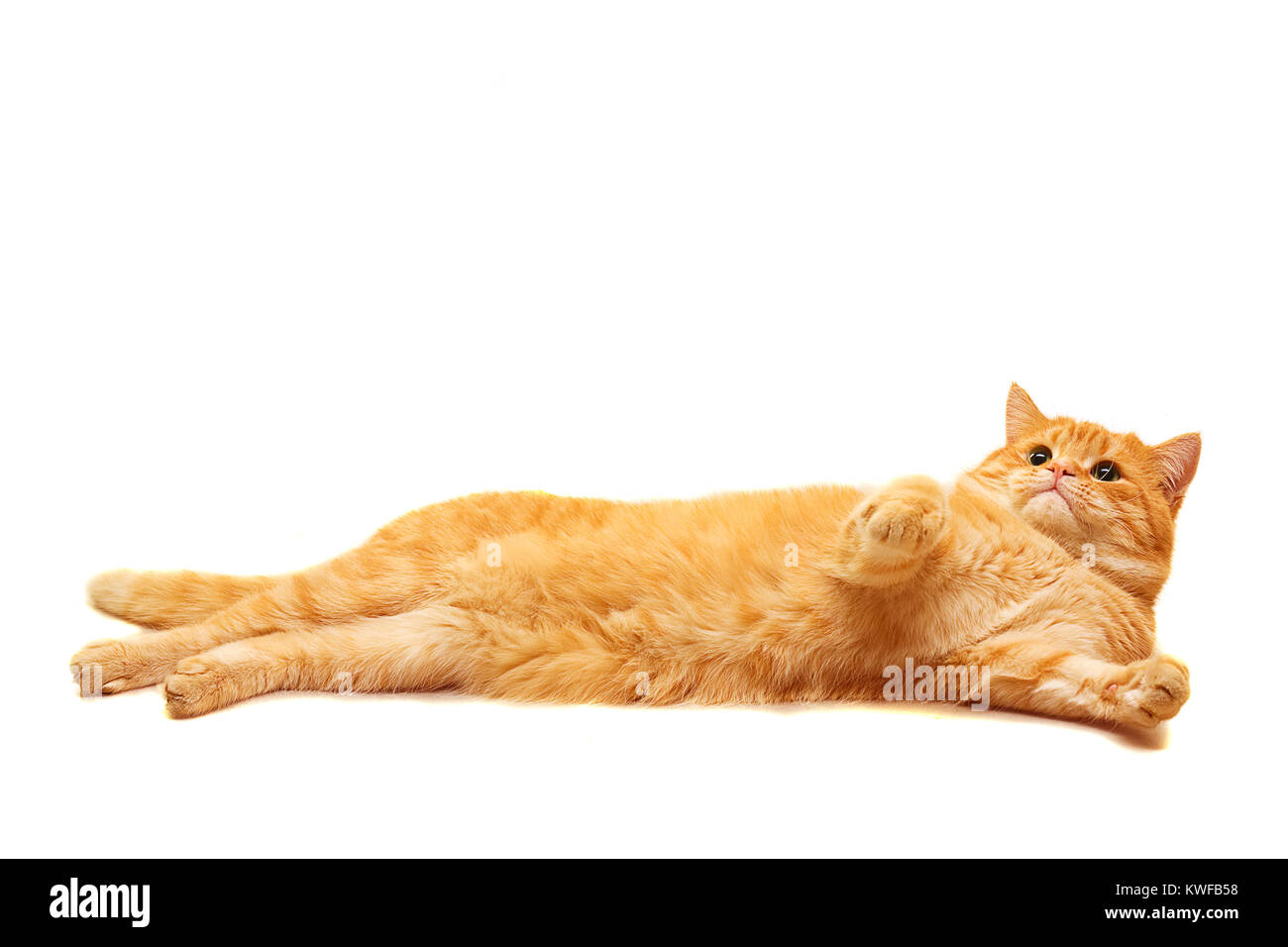 Katze liegend Ausgeschnittene Stockfotos und -bilder - Alamy