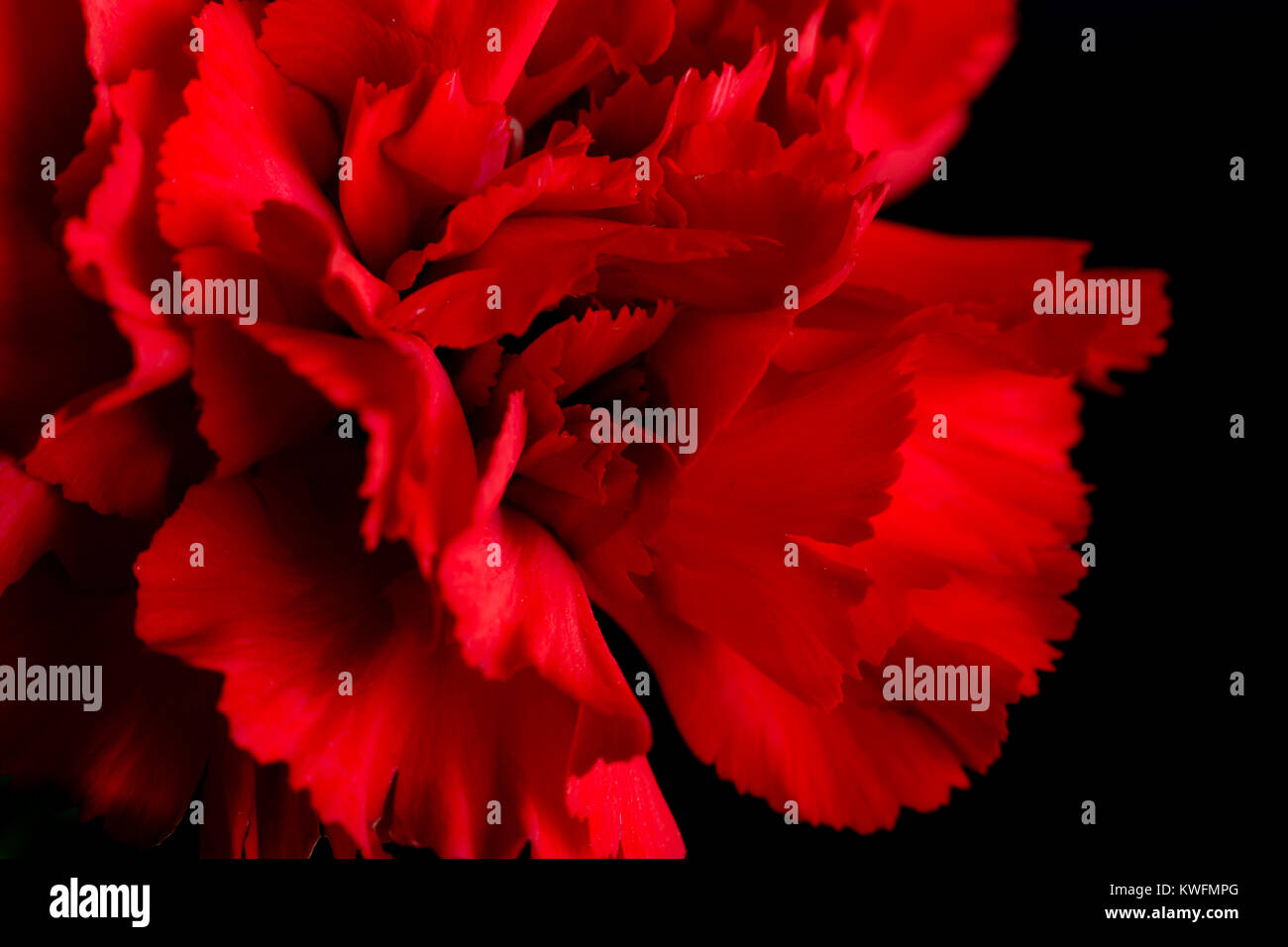 Eine rote nelke -Fotos und -Bildmaterial in hoher Auflösung – Alamy