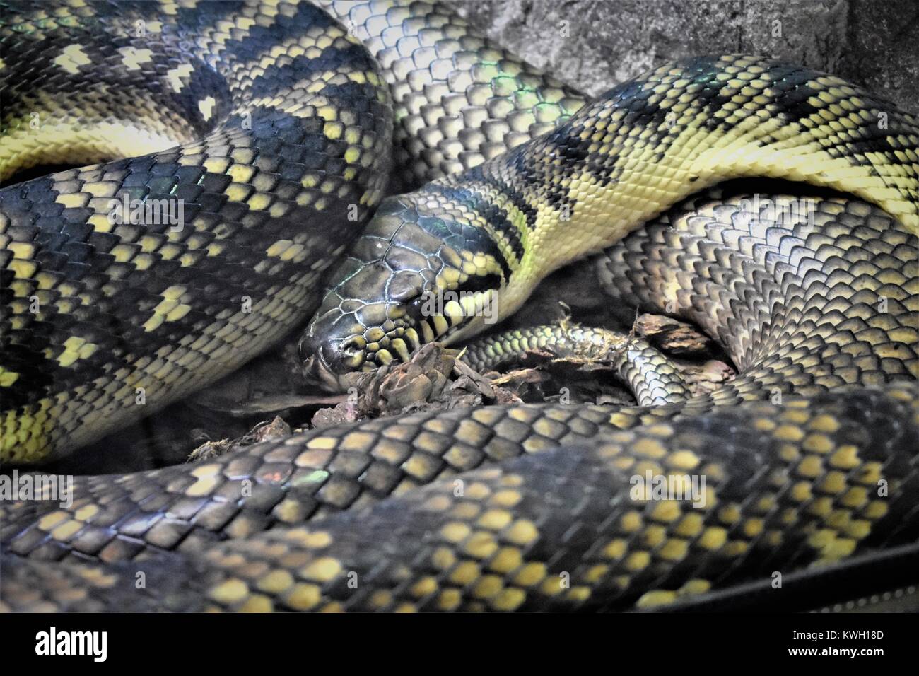 Black python -Fotos und -Bildmaterial in hoher Auflösung – Alamy