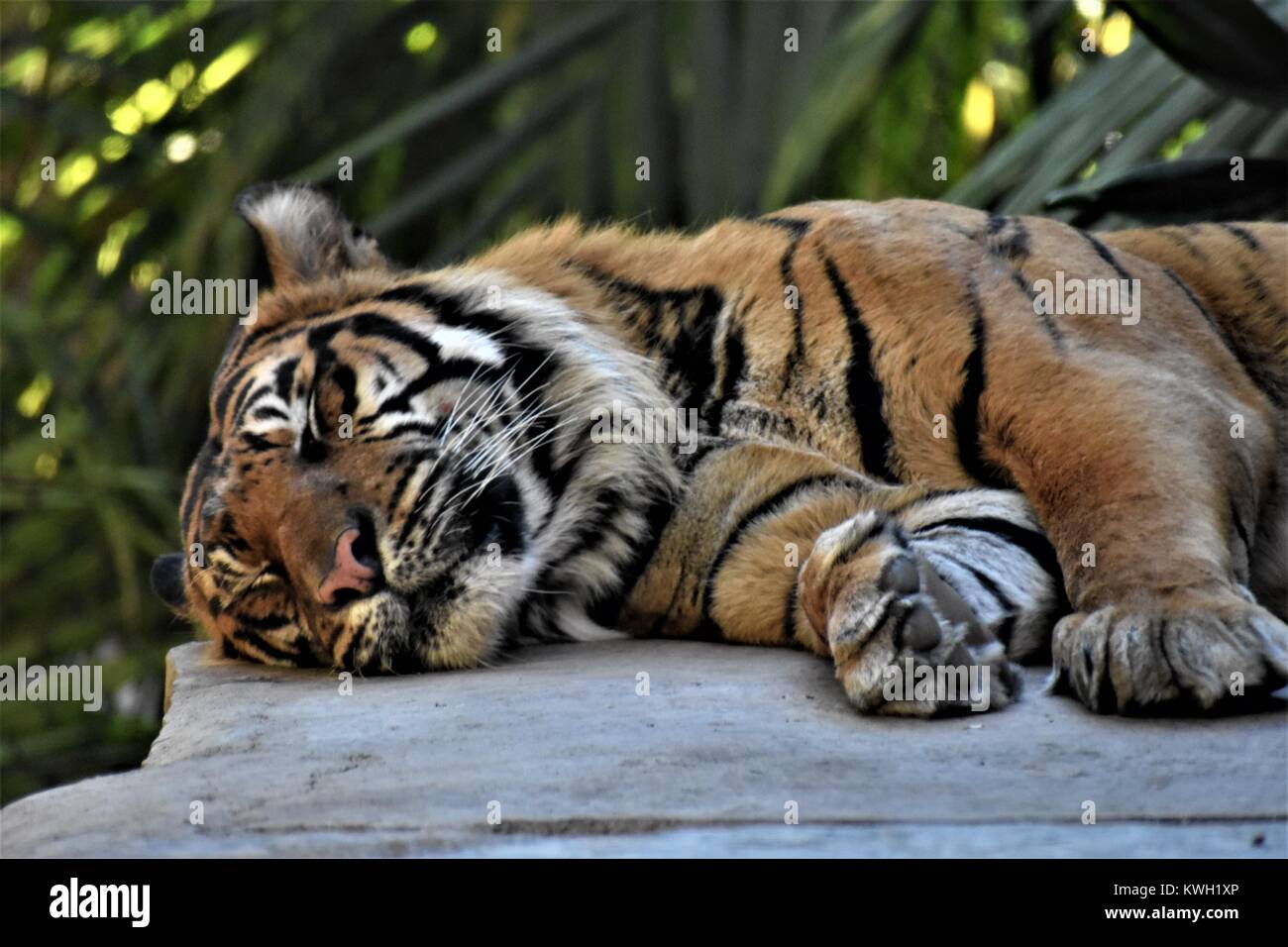 Sleeping tiger -Fotos und -Bildmaterial in hoher Auflösung – Alamy