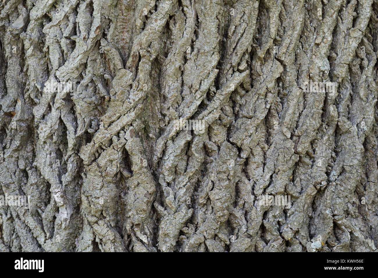 Sommer-Linde, Sommerlinde, Rinde, Borke, Stamm, Baumstamm, Linde, Tilia ...