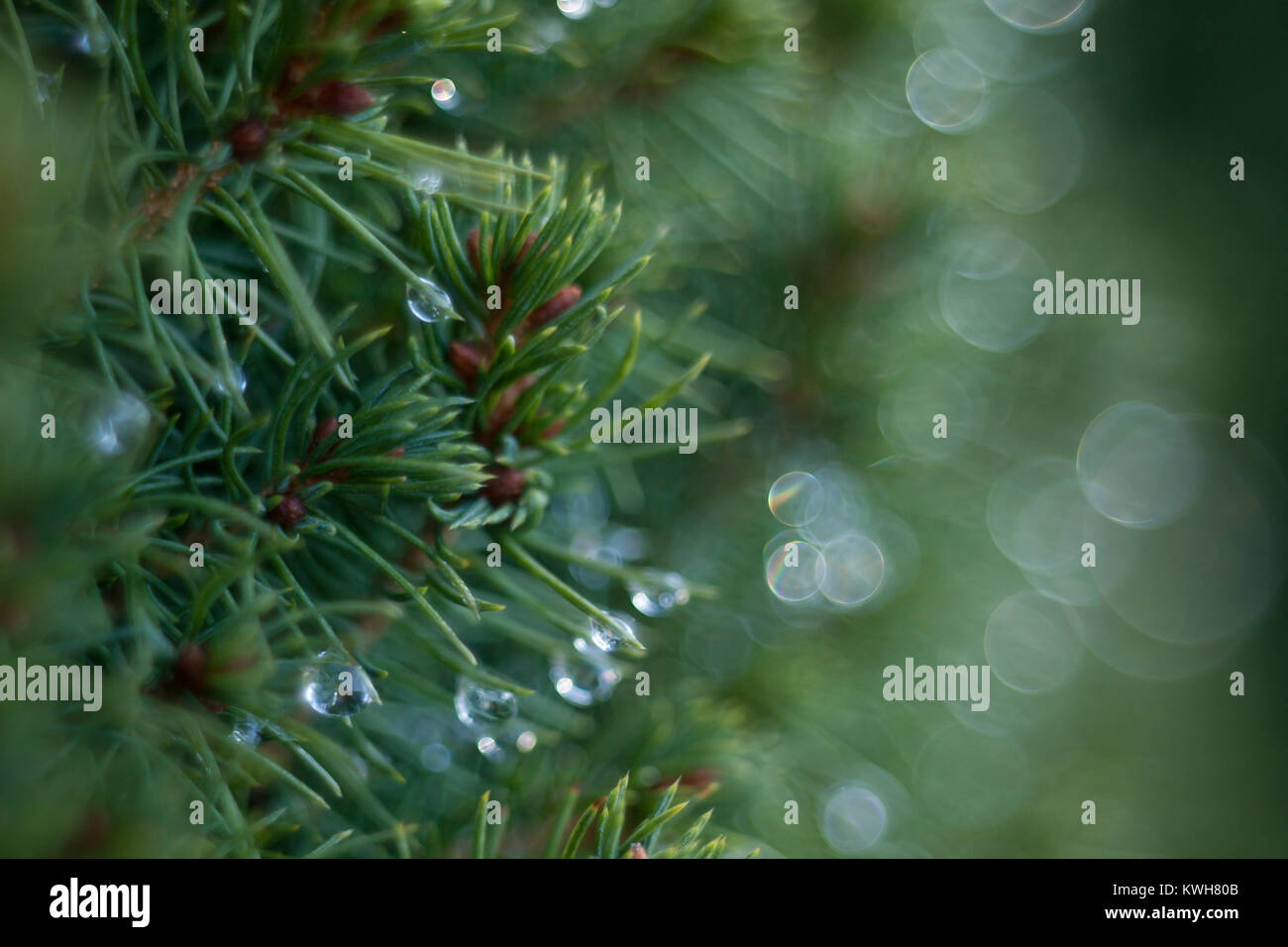 Fichten zweig -Fotos und -Bildmaterial in hoher Auflösung – Alamy