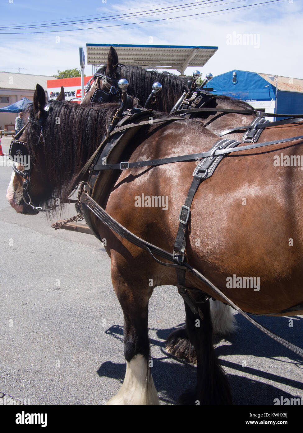 Pferd in scheuklappen Stockfotos und -bilder Kaufen - Alamy
