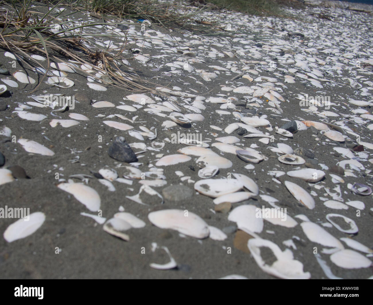 Muscheln auf -Fotos und -Bildmaterial in hoher Auflösung – Alamy