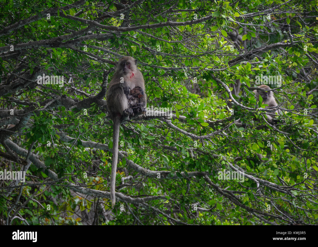 Ein Affe mit Baby monkey am Baum auf der Insel Phuket, Thailand ...