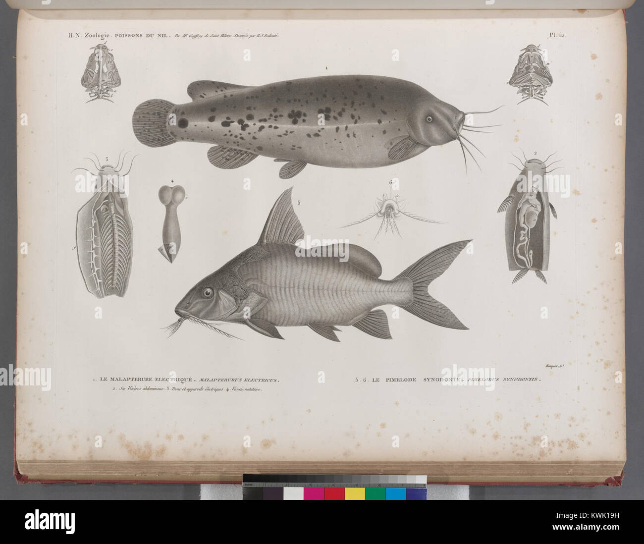 Malapterurus Electricus Stockfotos und -bilder Kaufen - Alamy