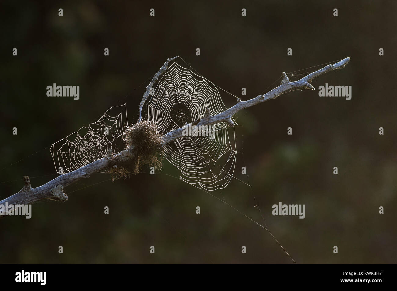 Spider webs -Fotos und -Bildmaterial in hoher Auflösung – Alamy