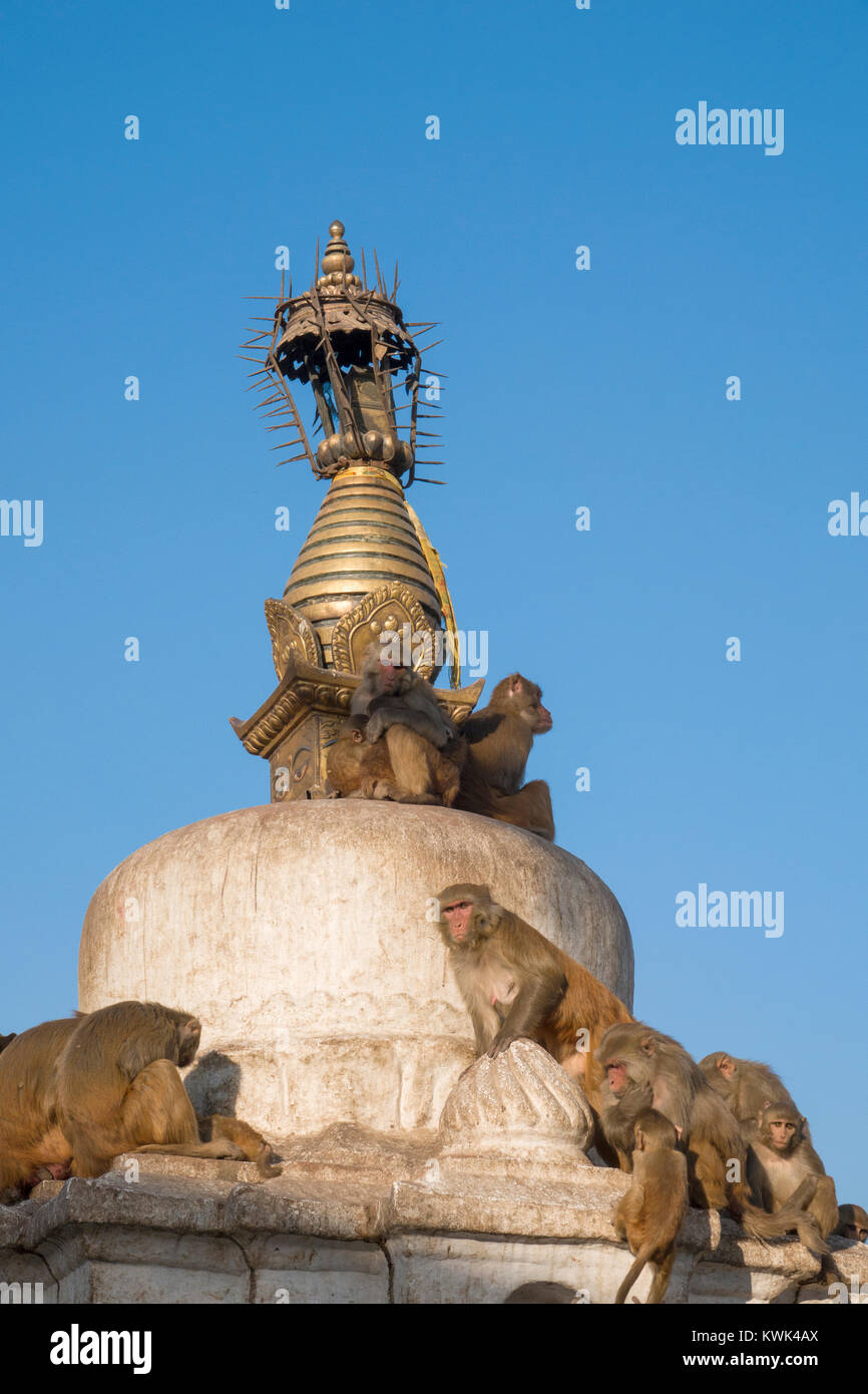 Rhesus macaque Affen auf der Stupa von Swayambhunath (Monkey Tempel) in ...