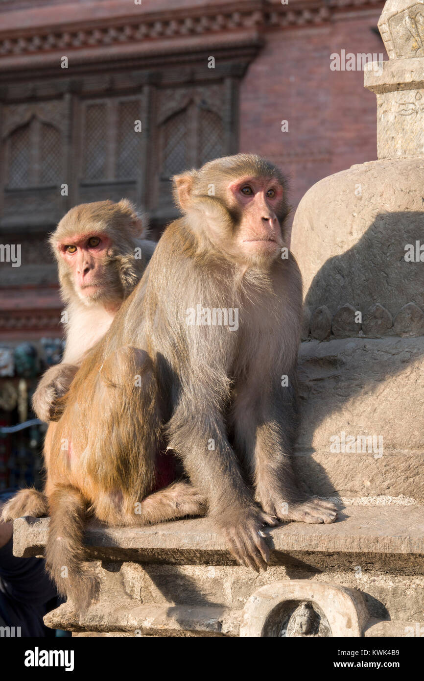 Rhesus macaque Affen bei Swayambhunath Tempel, Kathmandu, Nepal ...