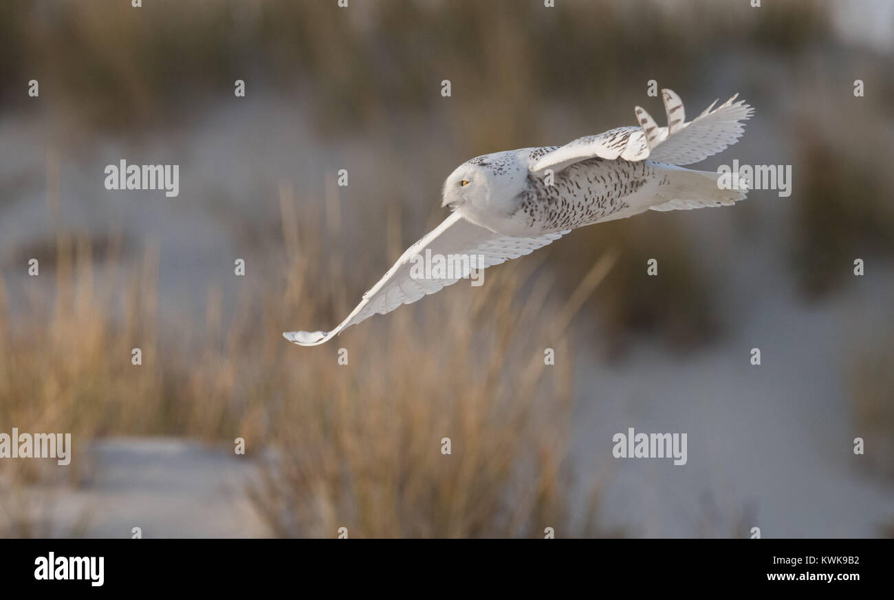 Schneeeule am strand -Fotos und -Bildmaterial in hoher Auflösung – Alamy