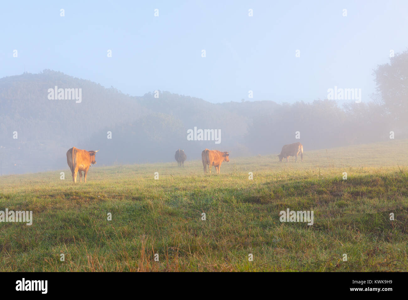 Braun cows -Fotos und -Bildmaterial in hoher Auflösung – Alamy