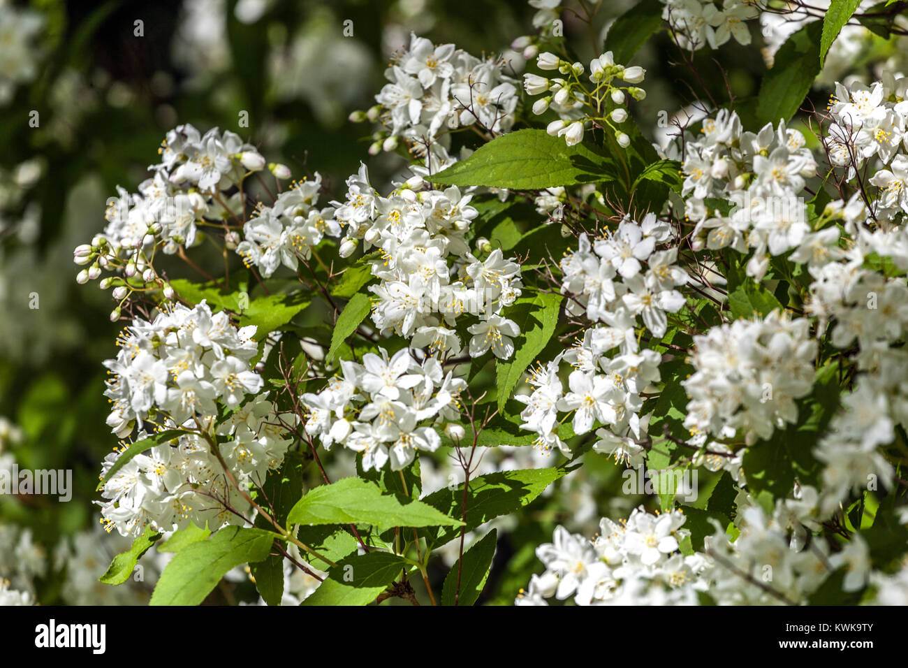 Zierliche deutzie -Fotos und -Bildmaterial in hoher Auflösung – Alamy