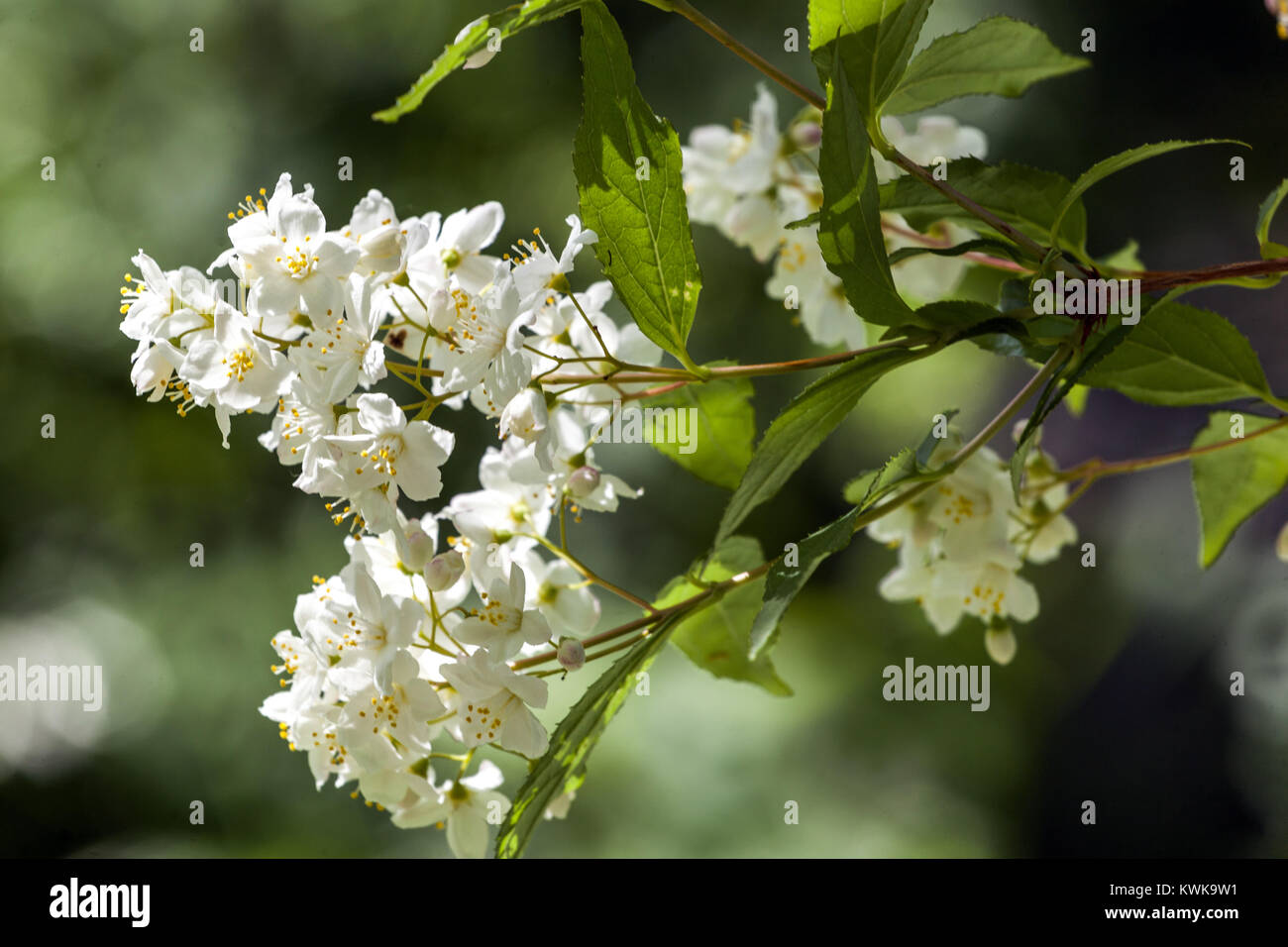 White flowering deutzia shrub -Fotos und -Bildmaterial in hoher ...