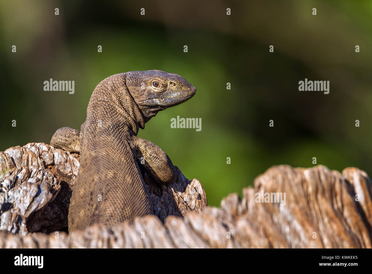 Rock Monitor im Krüger Nationalpark, Südafrika; Specie Familie ...