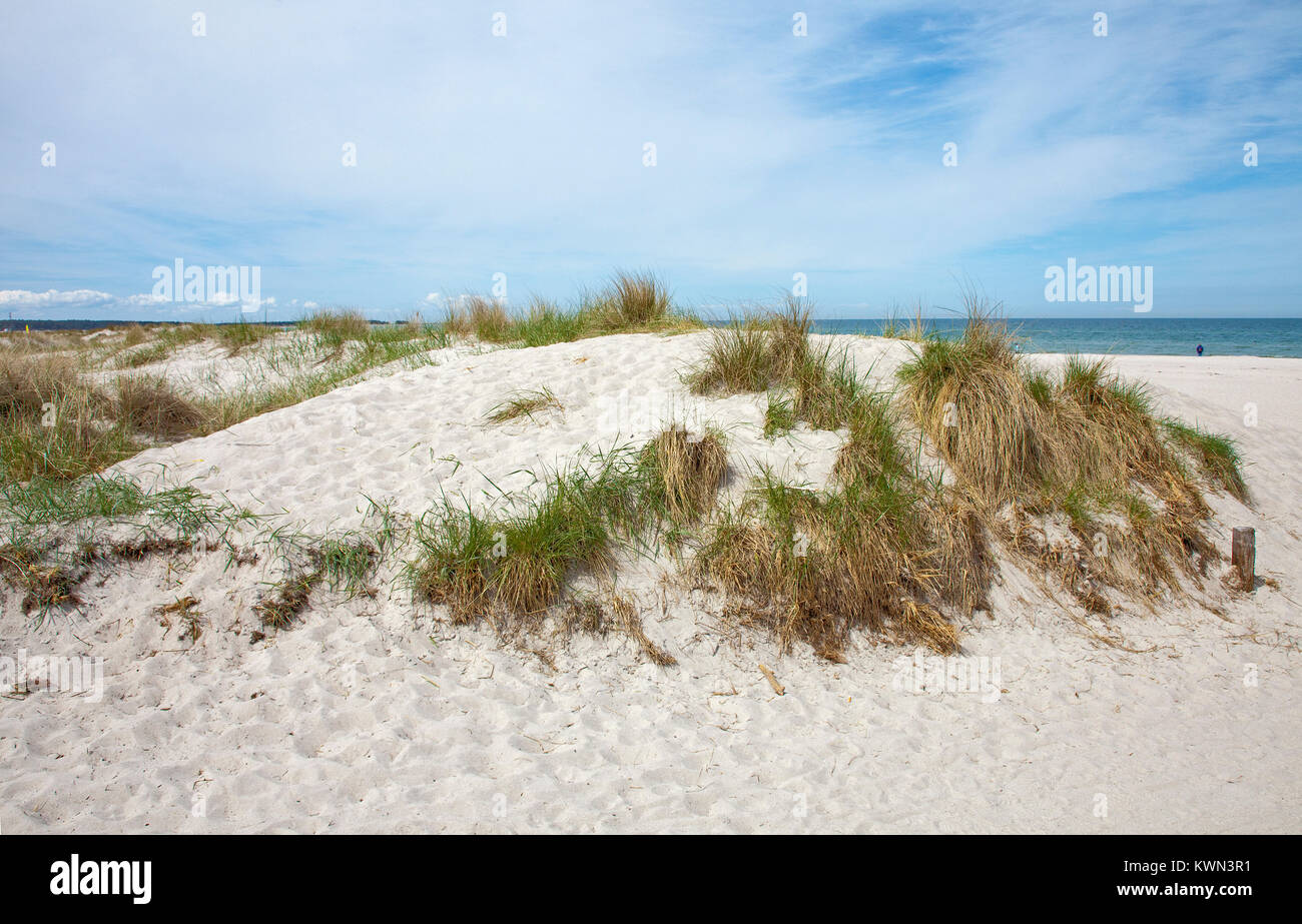Dune grass, marram Gras an der West Beach, Darßer Ort, Prerow, Fishland ...