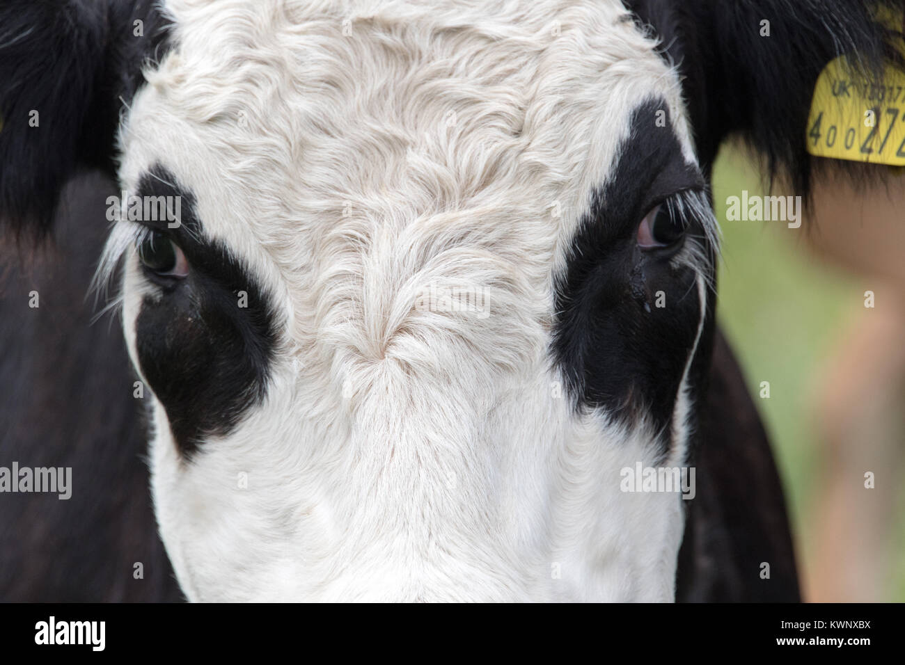 Weiße ringe um die augen -Fotos und -Bildmaterial in hoher Auflösung ...