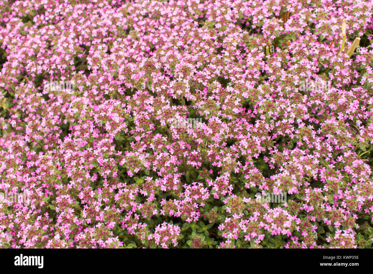 Pflanze Mit Kleinen Rosa Bluten