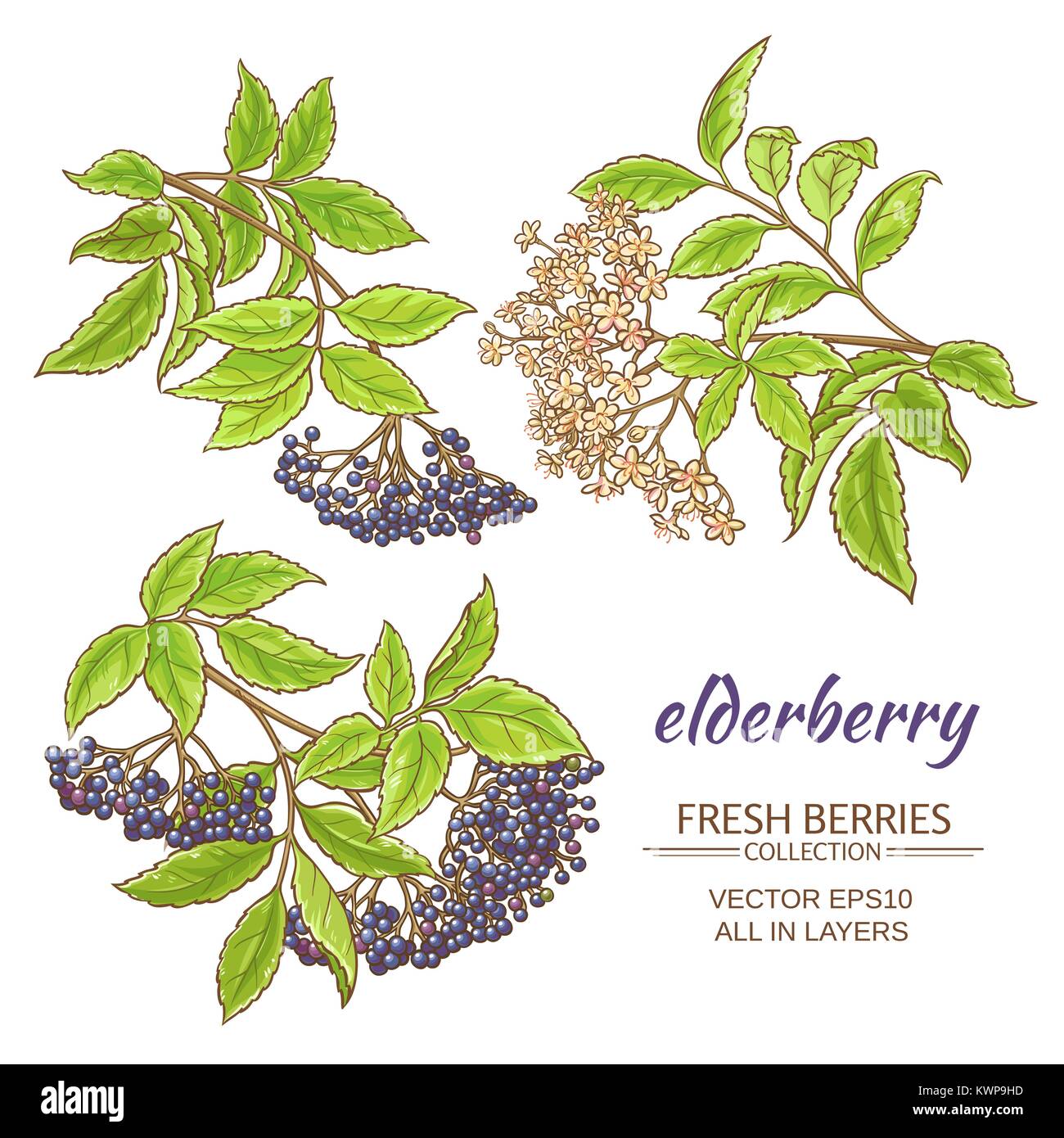 Schwazer holunder Stock-Vektorgrafiken kaufen - Alamy