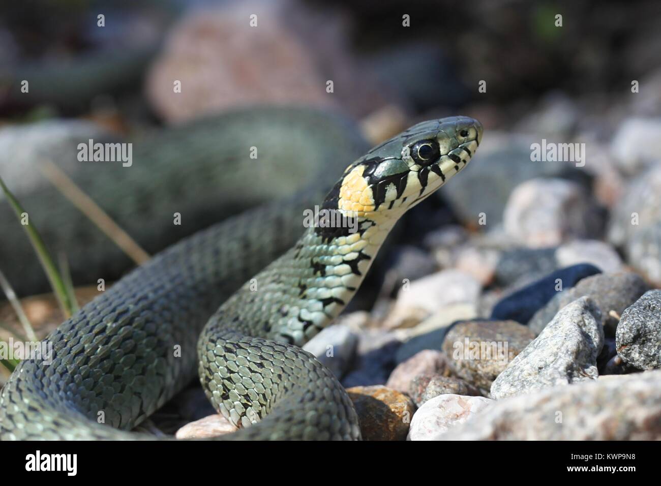 Ringelnatter, Natrix natrix Stockfotografie - Alamy