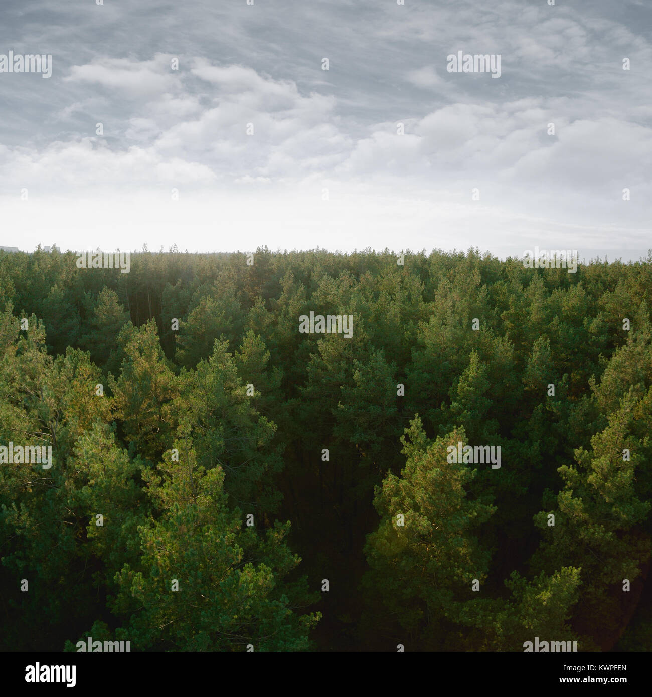 Pine forest aerial -Fotos und -Bildmaterial in hoher Auflösung – Alamy