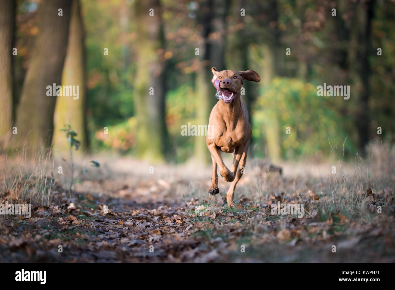 Zeiger springt -Fotos und -Bildmaterial in hoher Auflösung – Alamy