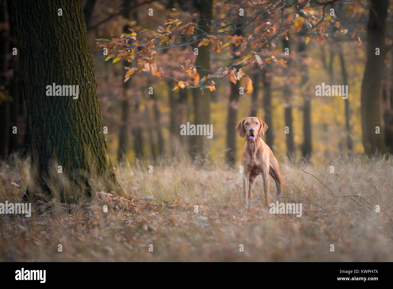 Zeiger springt -Fotos und -Bildmaterial in hoher Auflösung – Alamy