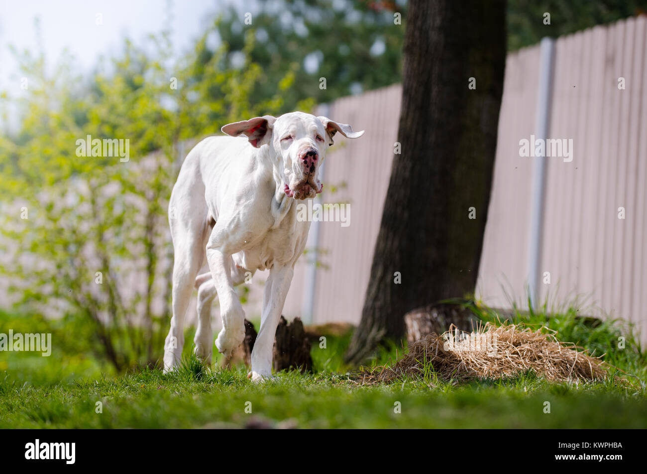 Graue Deutsche Dogge Stockfotos und -bilder Kaufen - Alamy