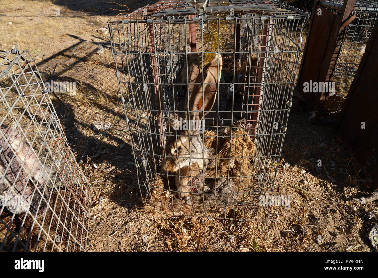 Trapper trapper fangen trap trap -Fotos und -Bildmaterial in hoher ...