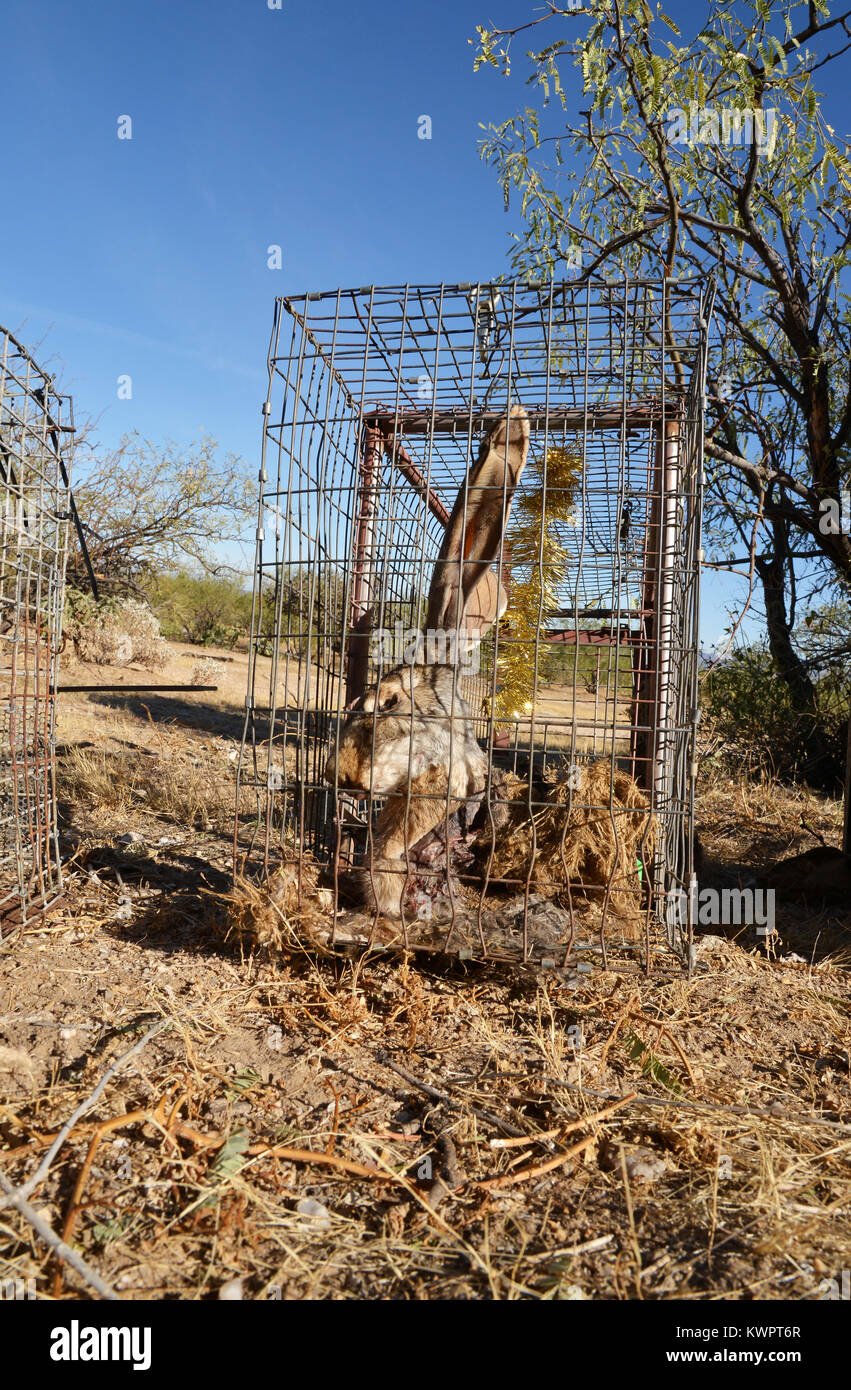 Trapper trapper fangen trap trap -Fotos und -Bildmaterial in hoher ...