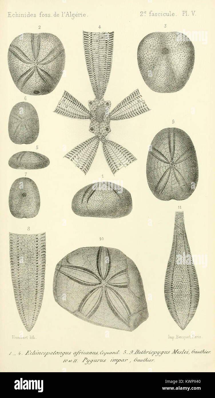 Diese Platte aus einer Sammlung algerischer Fossilien zeigt ...