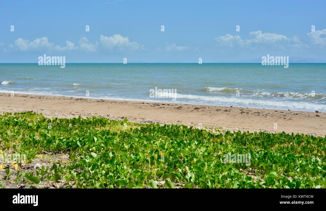 Pomoea pes caprae -Fotos und -Bildmaterial in hoher Auflösung – Alamy
