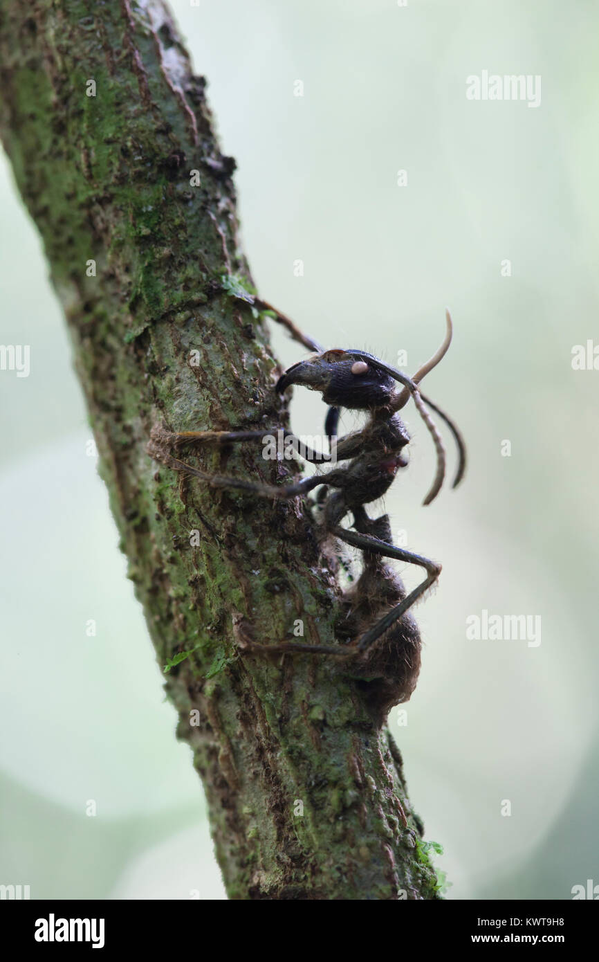 Diese bullet Ant War mit den verheerenden Cordyceps Pilz infiziert. Der ...