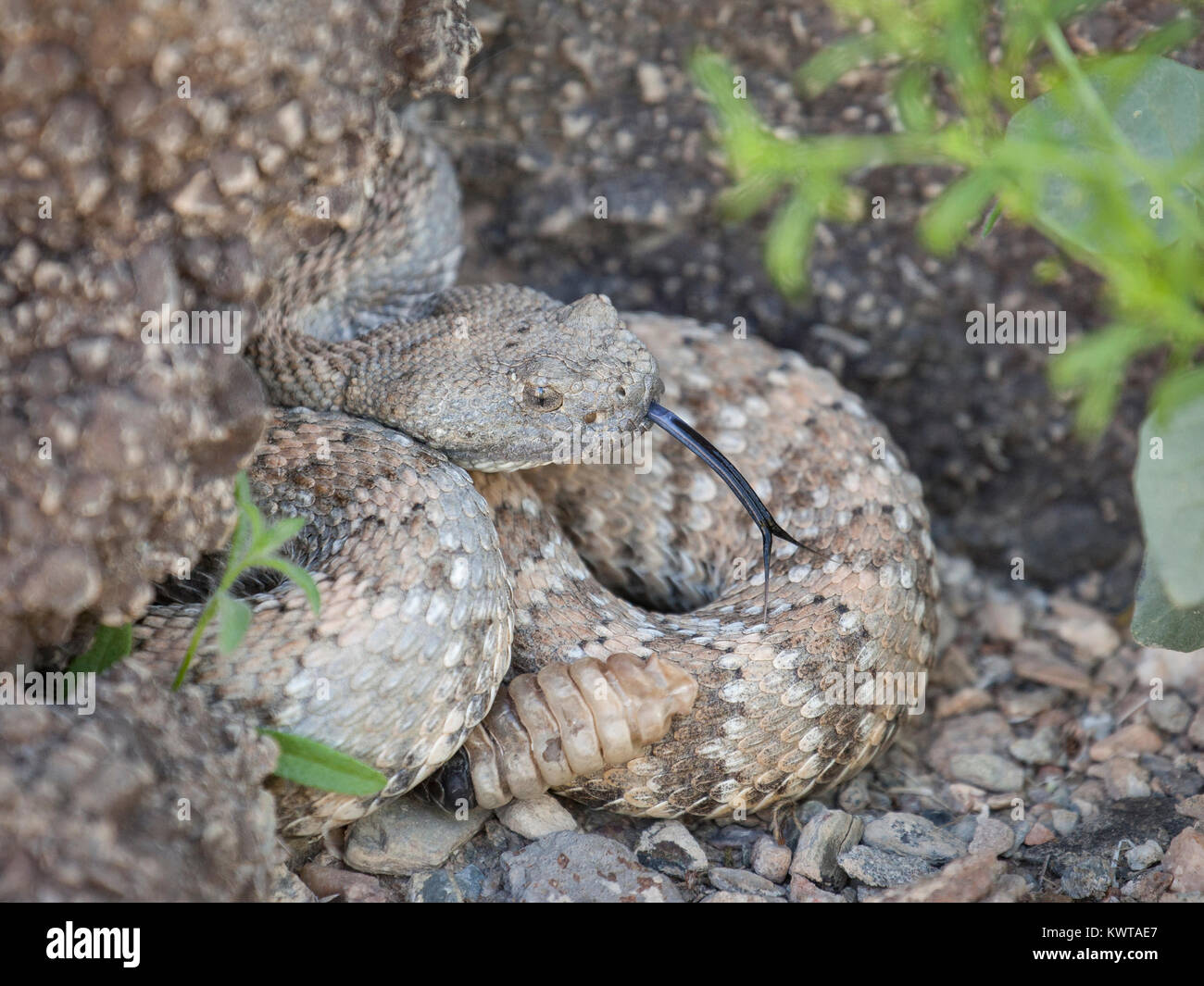 Wild Panamint Klapperschlange (gefleckte Klapperschlange, Crotalus ...