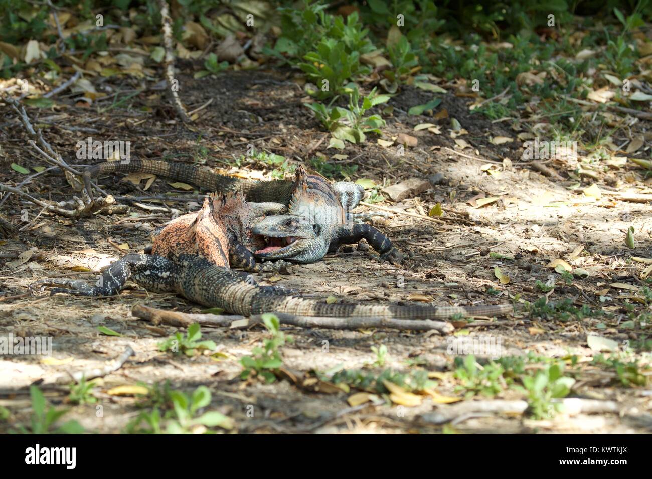Schwarze Stachelige Leguane Stockfotos und -bilder Kaufen - Alamy
