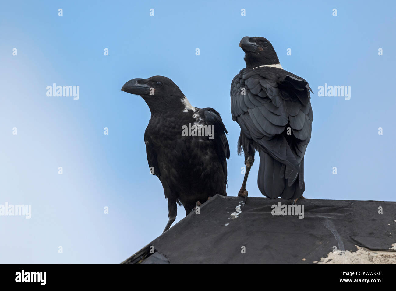 Zwei jugendliche bei -Fotos und -Bildmaterial in hoher Auflösung – Alamy